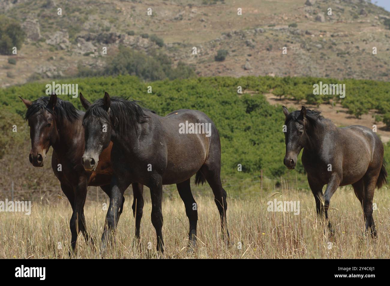 Breeding young horses, in pairs Stock Photo - Alamy