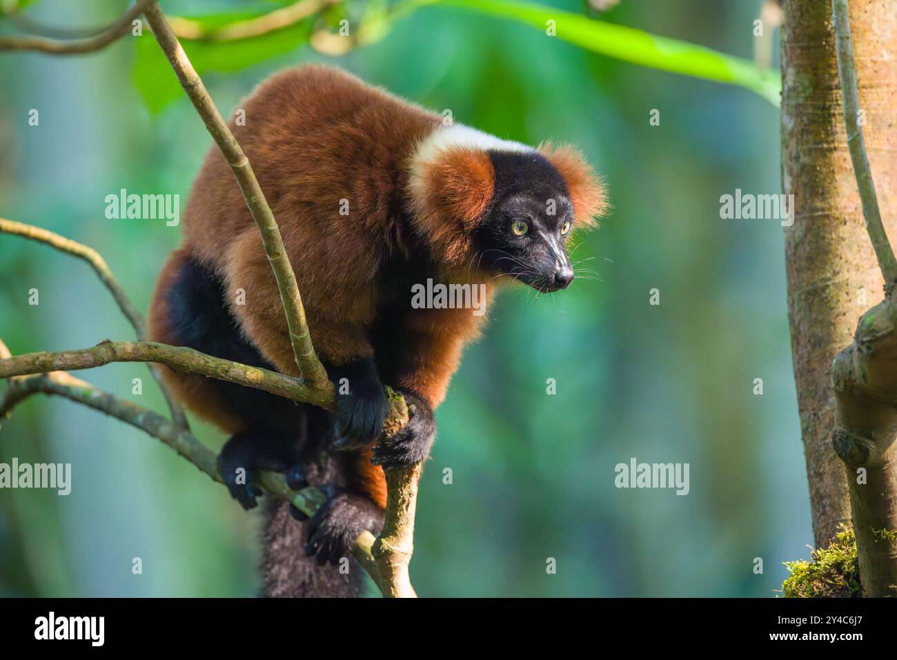 Red Vari sits on a branch in the jungle and stares down Stock Photo - Alamy