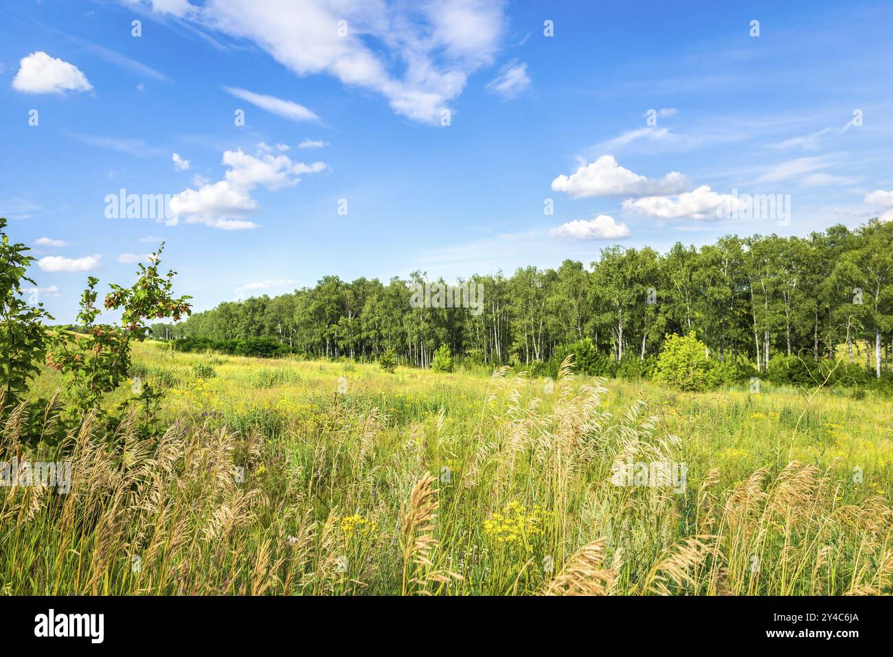 Summer landscape field meadows hi-res stock photography and images - Alamy