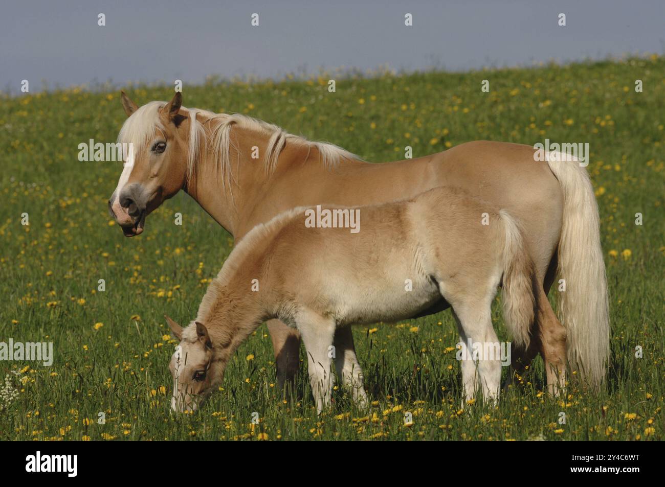 Haflinger mare with foal Stock Photo - Alamy