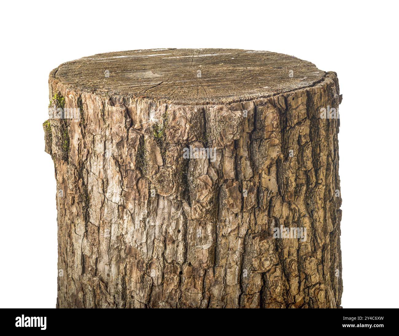 Cutout stump hi-res stock photography and images - Alamy