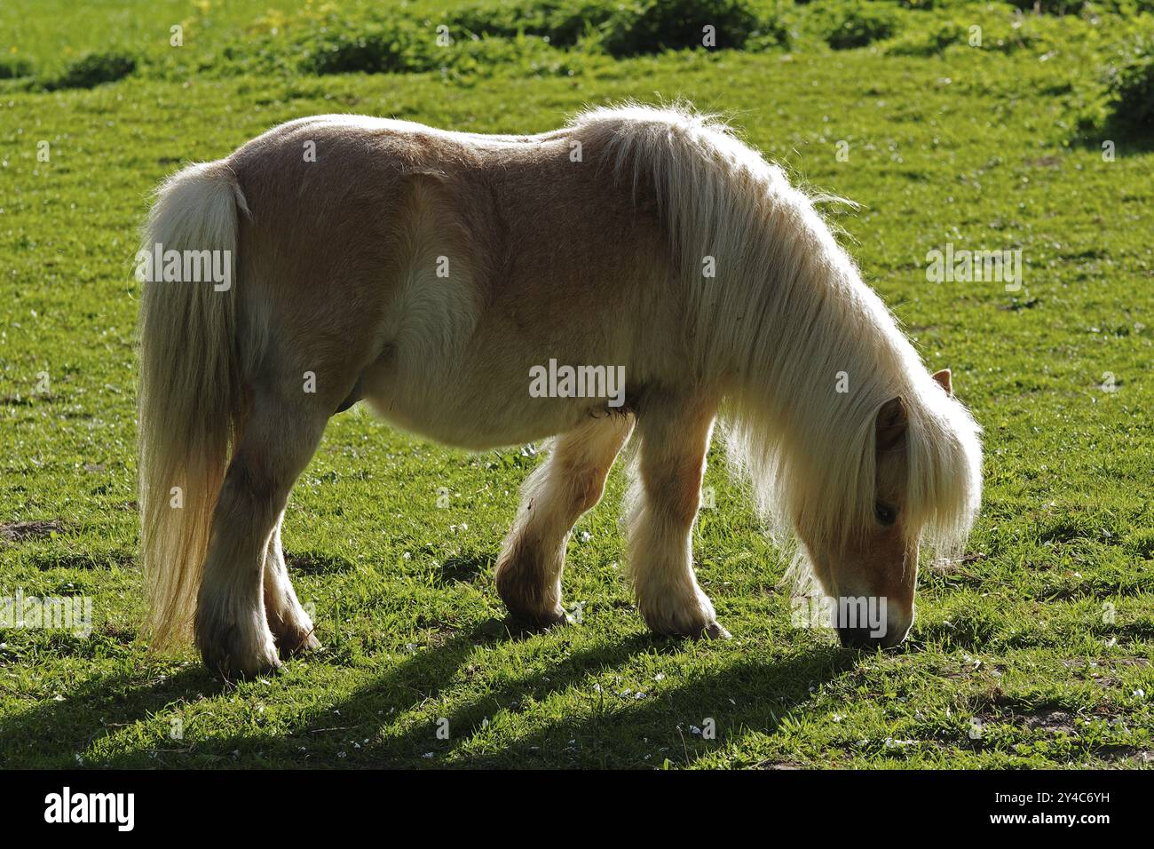 Shetland pony against the light Stock Photo - Alamy