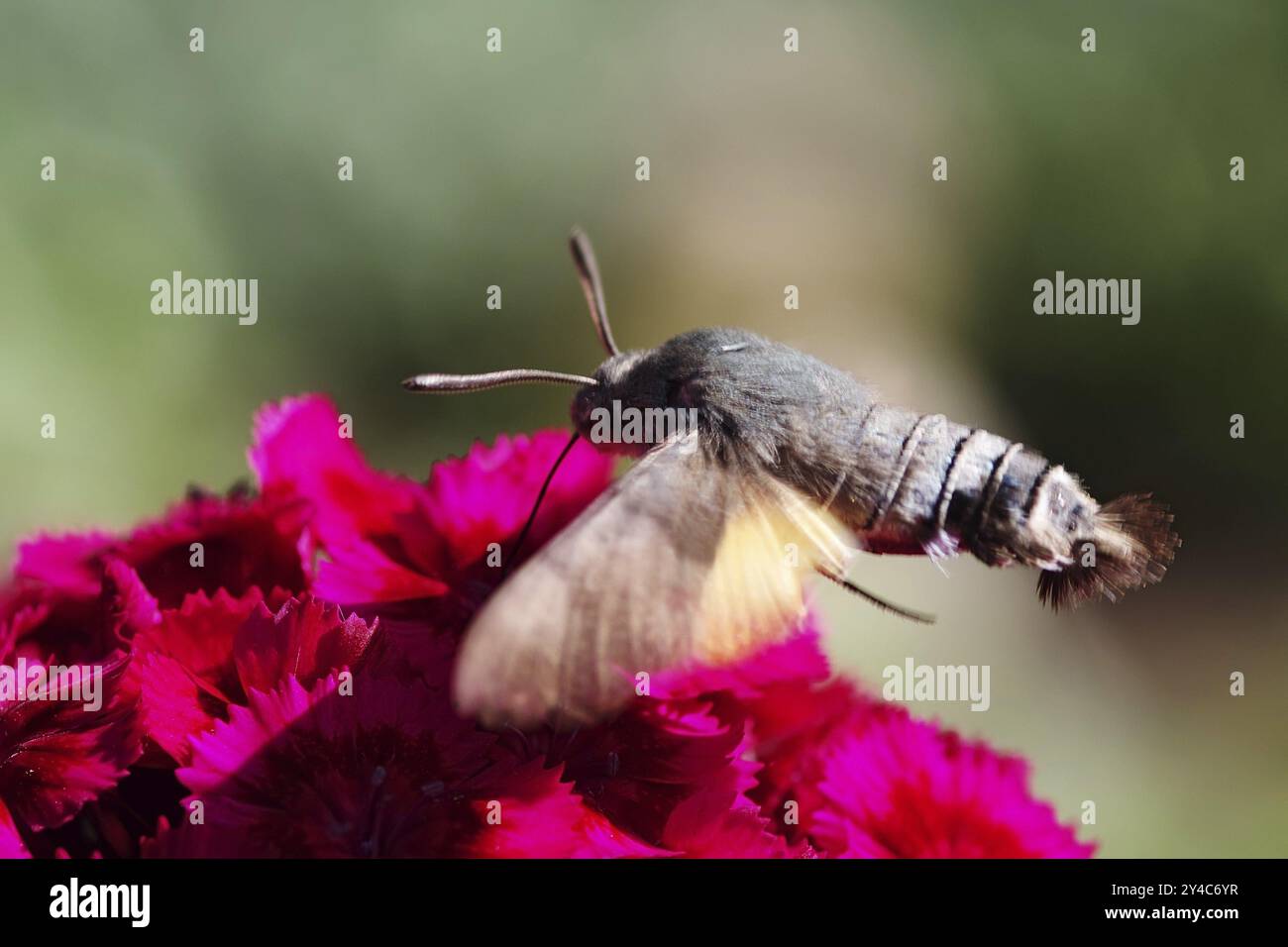 Pigeon tails drinking nectar Stock Photo - Alamy