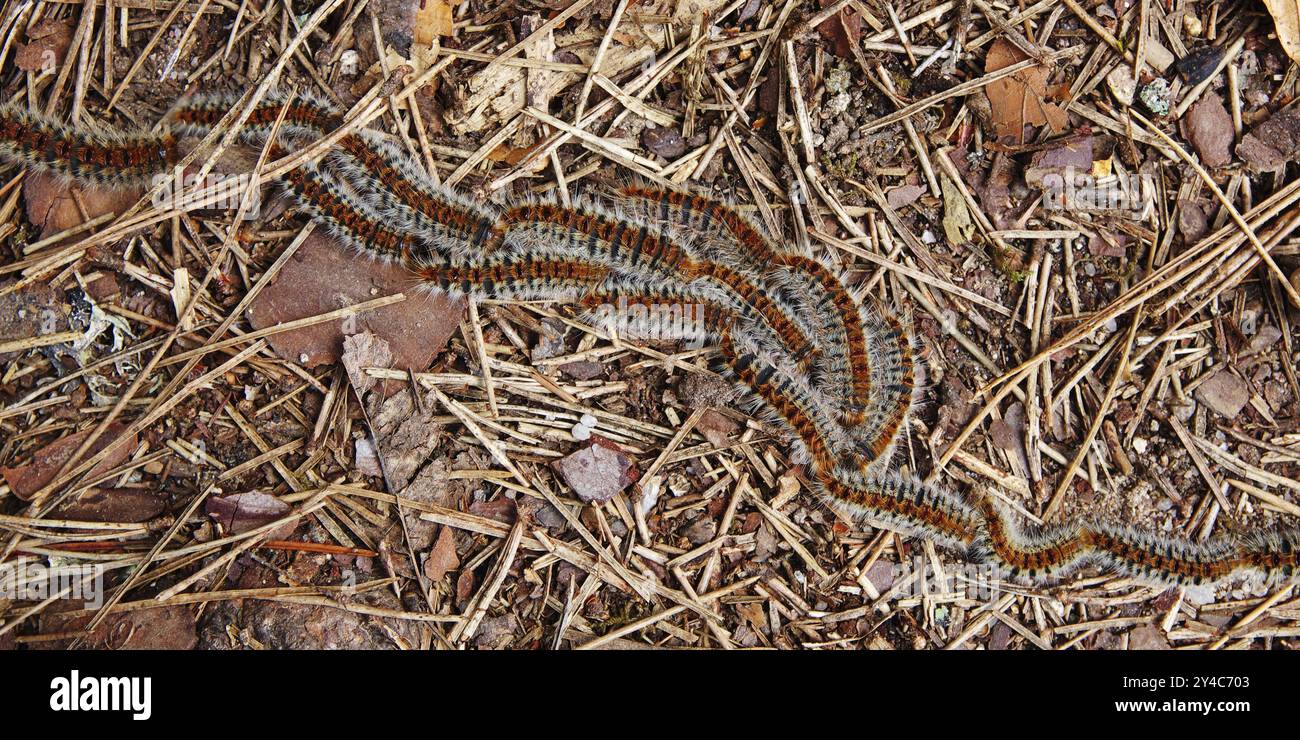 Caterpillar procession of pine processionary moths, Corsica Stock Photo ...