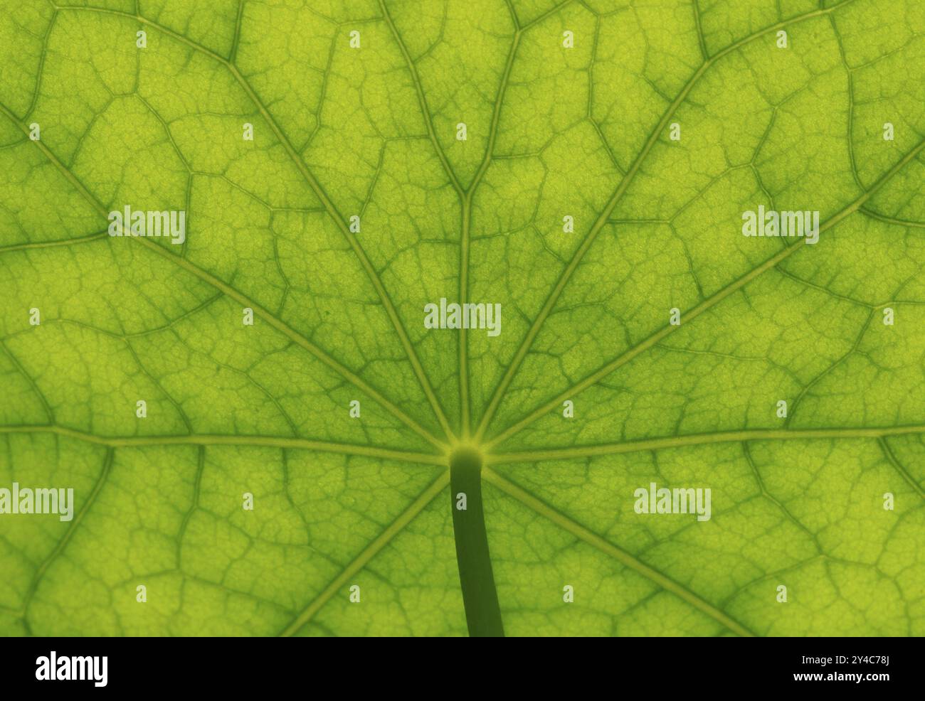 Bottom view of the leaf surface of a nasturtium Stock Photo - Alamy