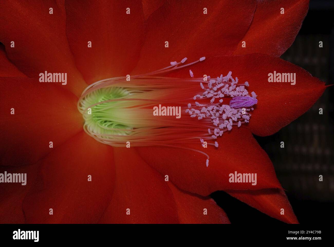 Flower base and stamens of an Easter cactus Stock Photo - Alamy