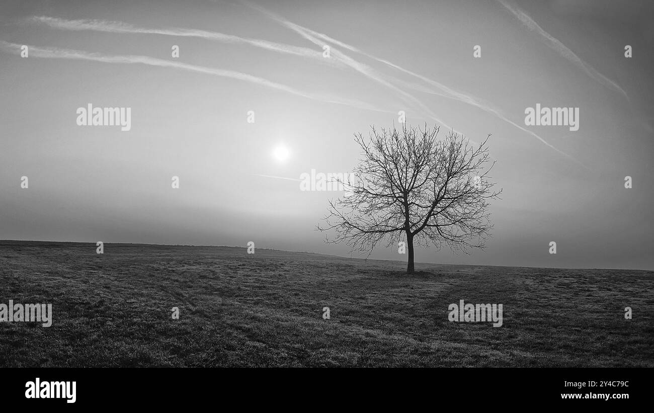 Tree in a morning mood in a misty haze Stock Photo - Alamy