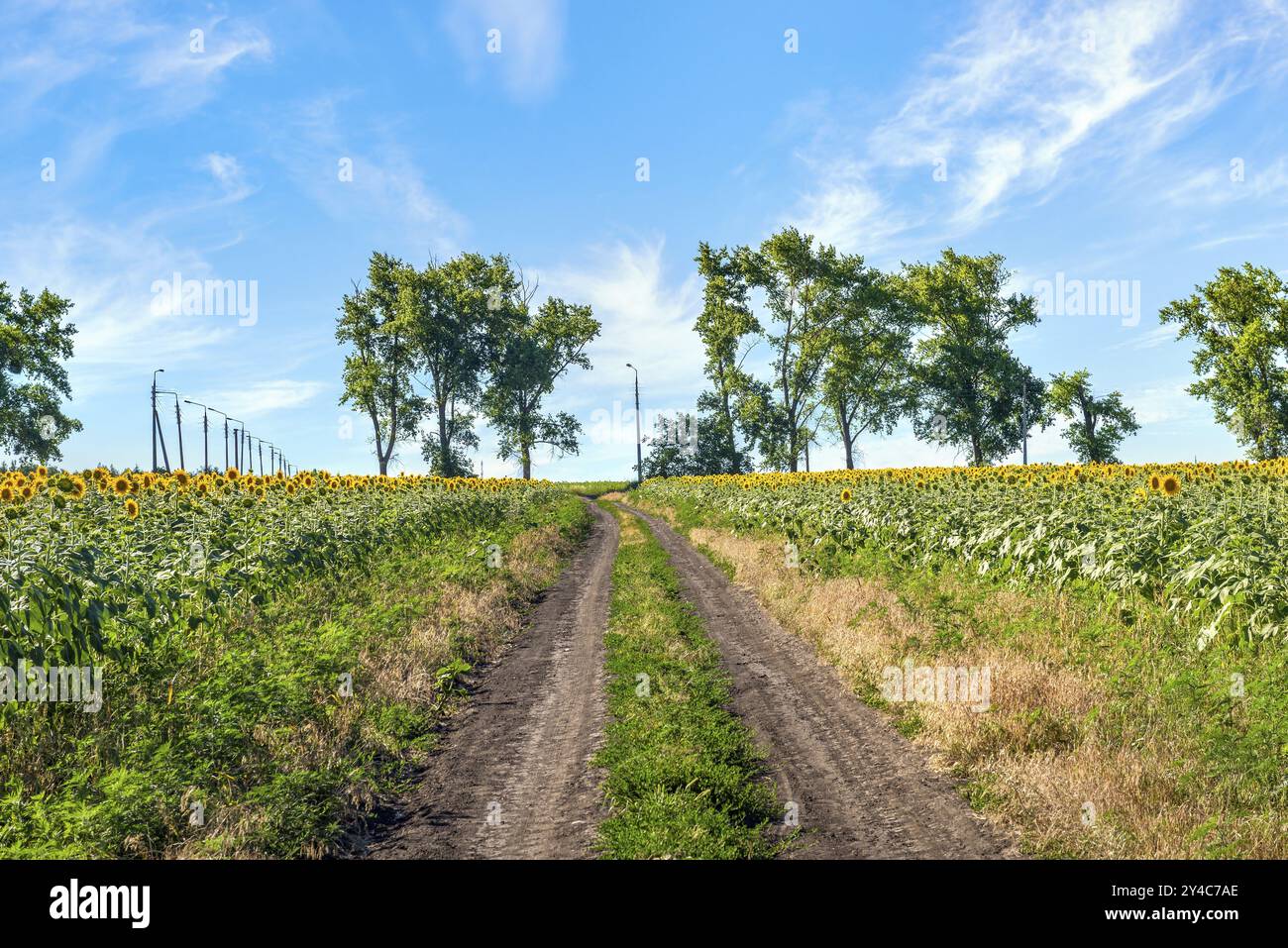 Field flowering sunflowers country road hi-res stock photography and ...