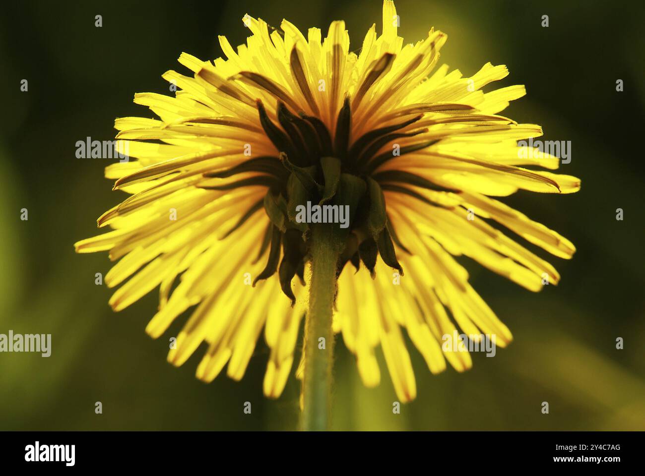 Bottom of flower hi-res stock photography and images - Alamy