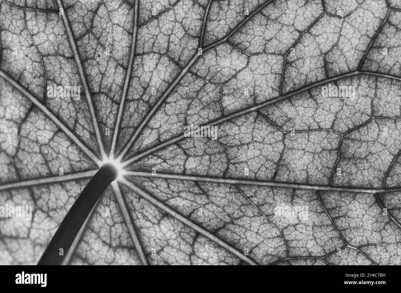 Bottom view of the leaf surface of a nasturtium in black, white Stock ...