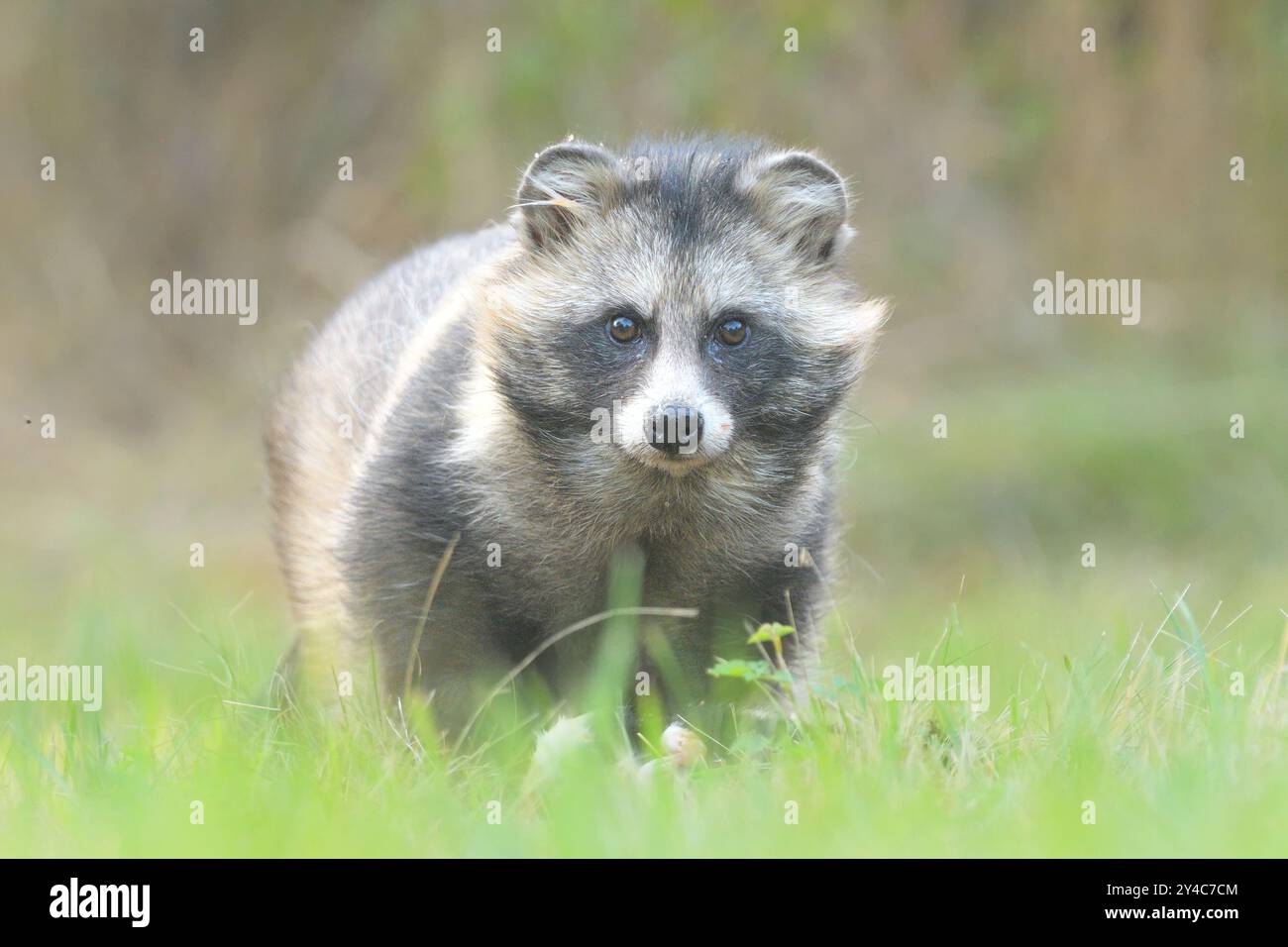 Common raccoon dog Nyctereutes procyonoides meadow Chinese Asian field ...