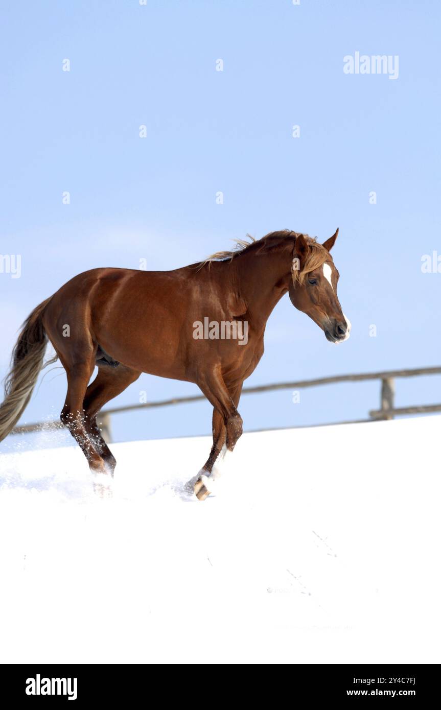Russian thoroughbred stallion at a gallop, snow Stock Photo - Alamy