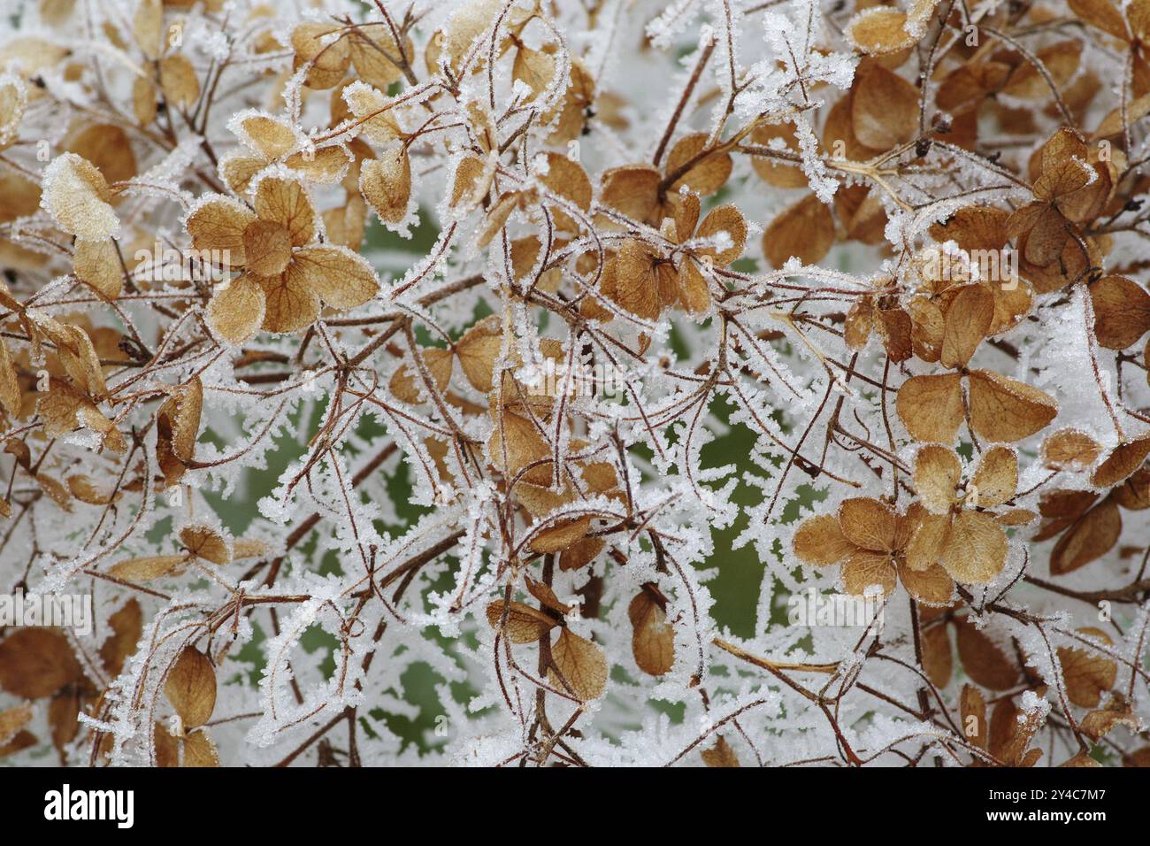 Withered garden hydrangea in the frost Stock Photo - Alamy