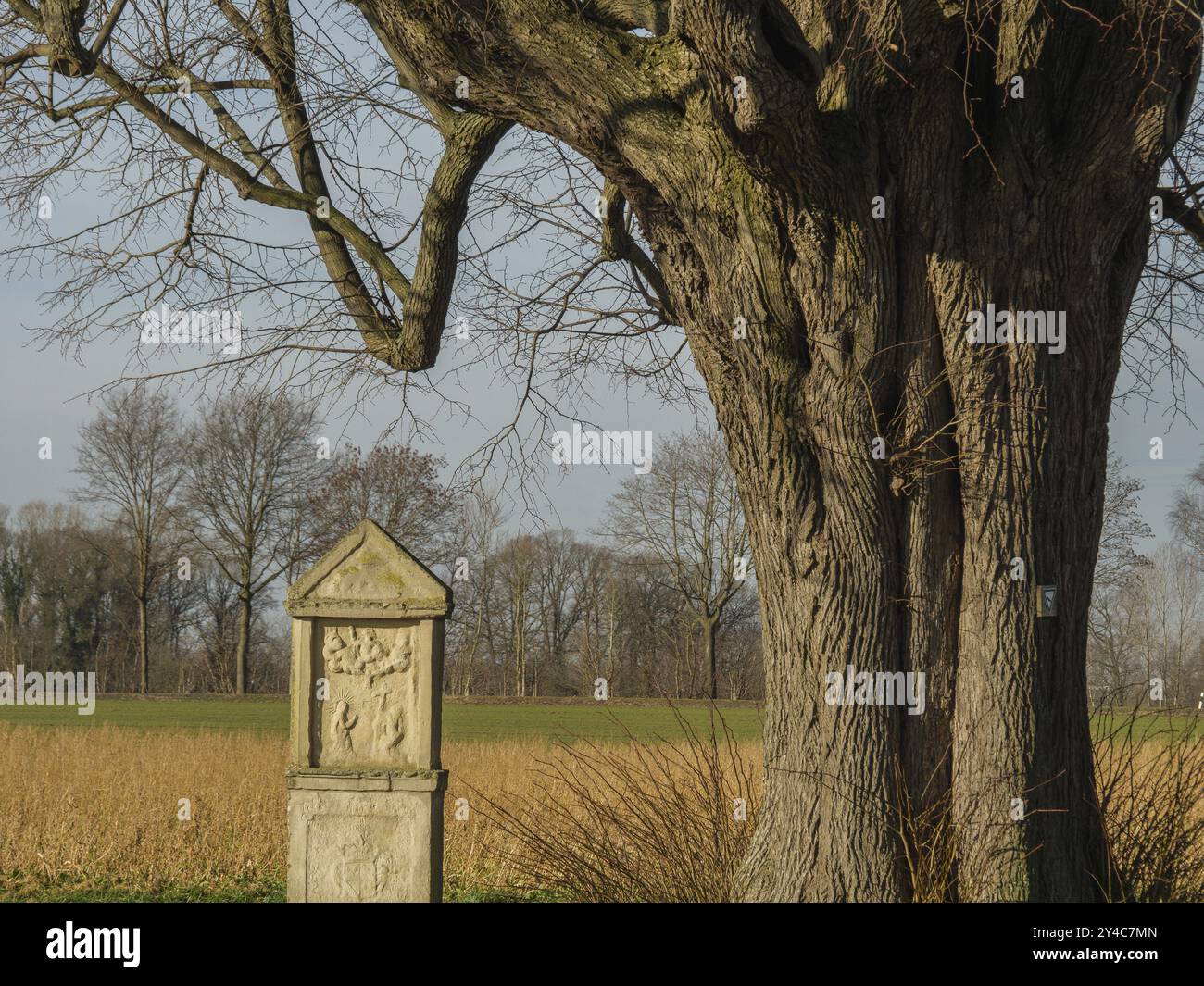Large tree with a small stone monument in a field in winter, wuellen ...