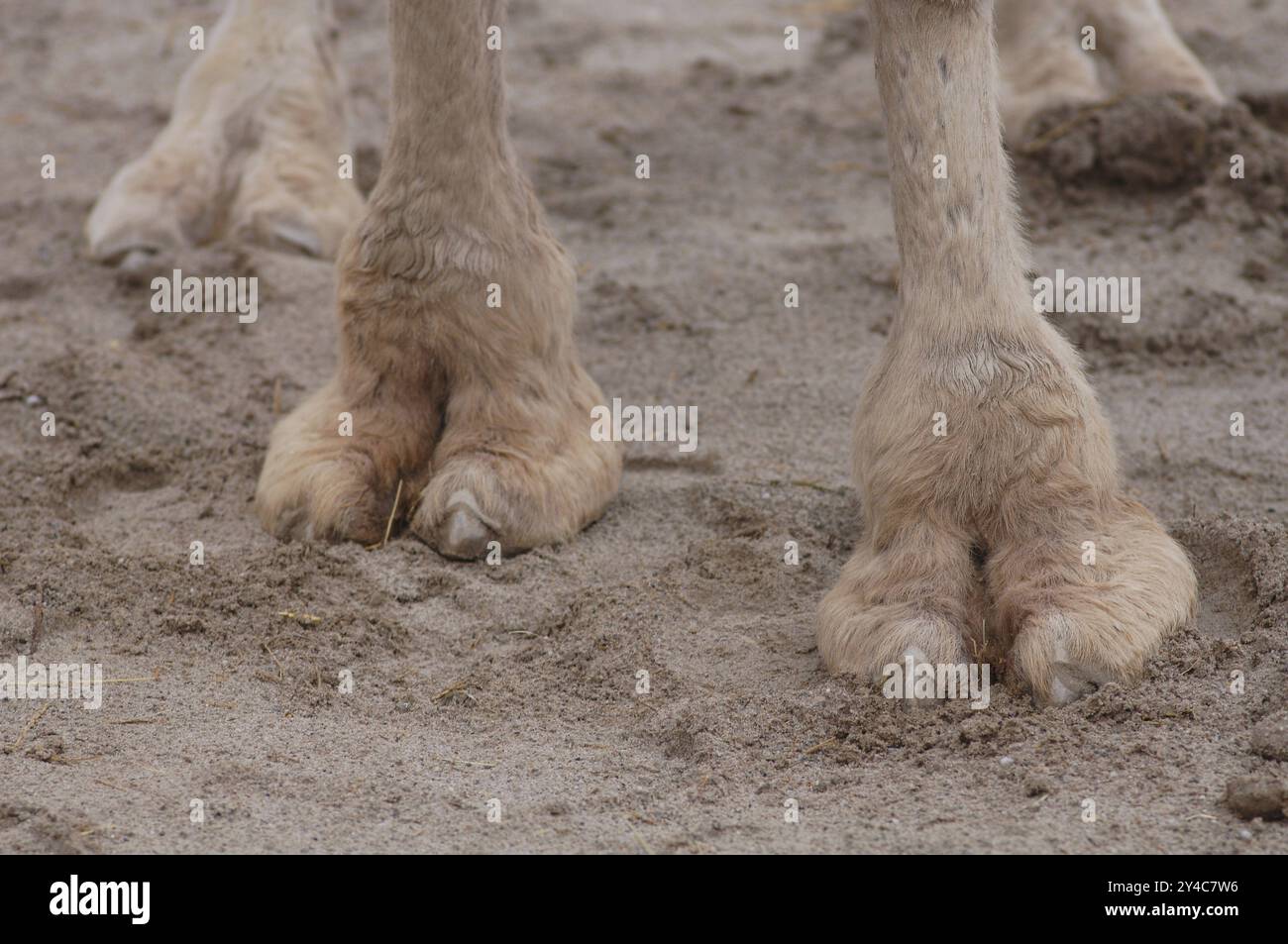 Four toed feet hi-res stock photography and images - Alamy