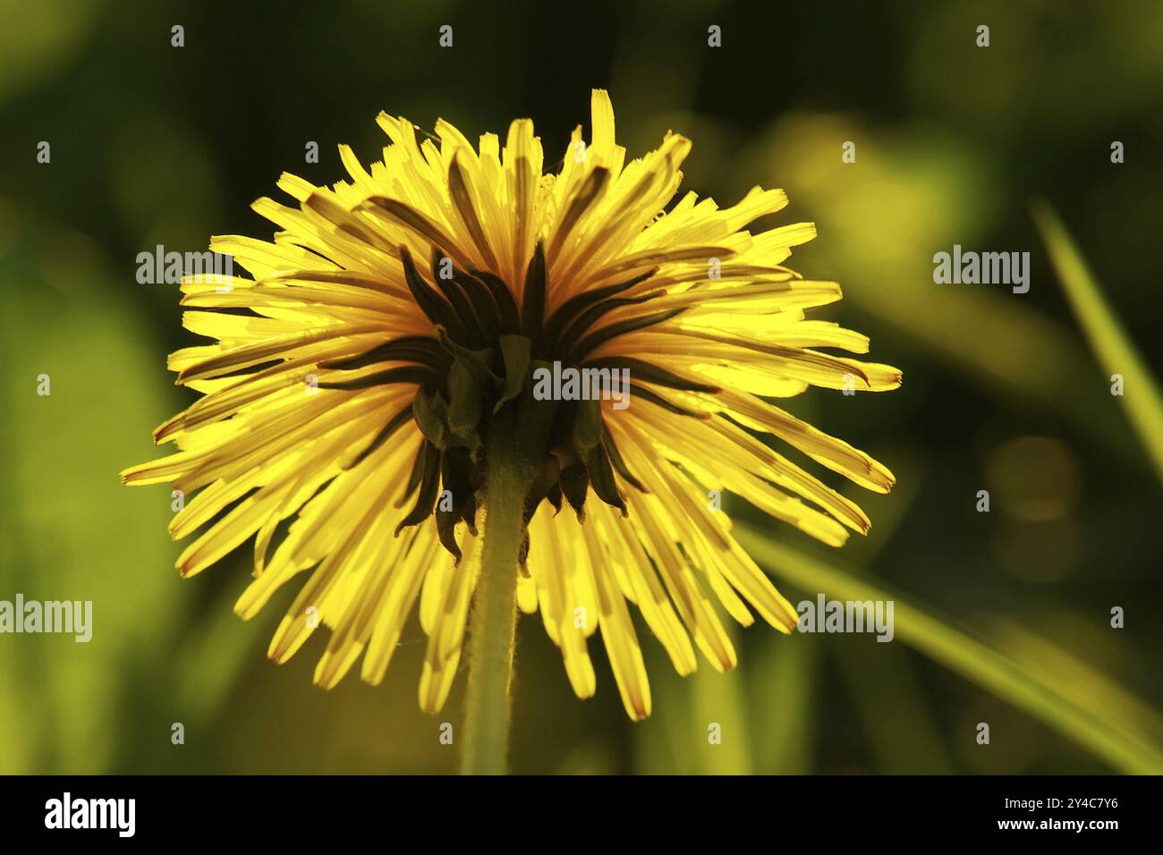 Bottom view of a dandelion flower Stock Photo - Alamy