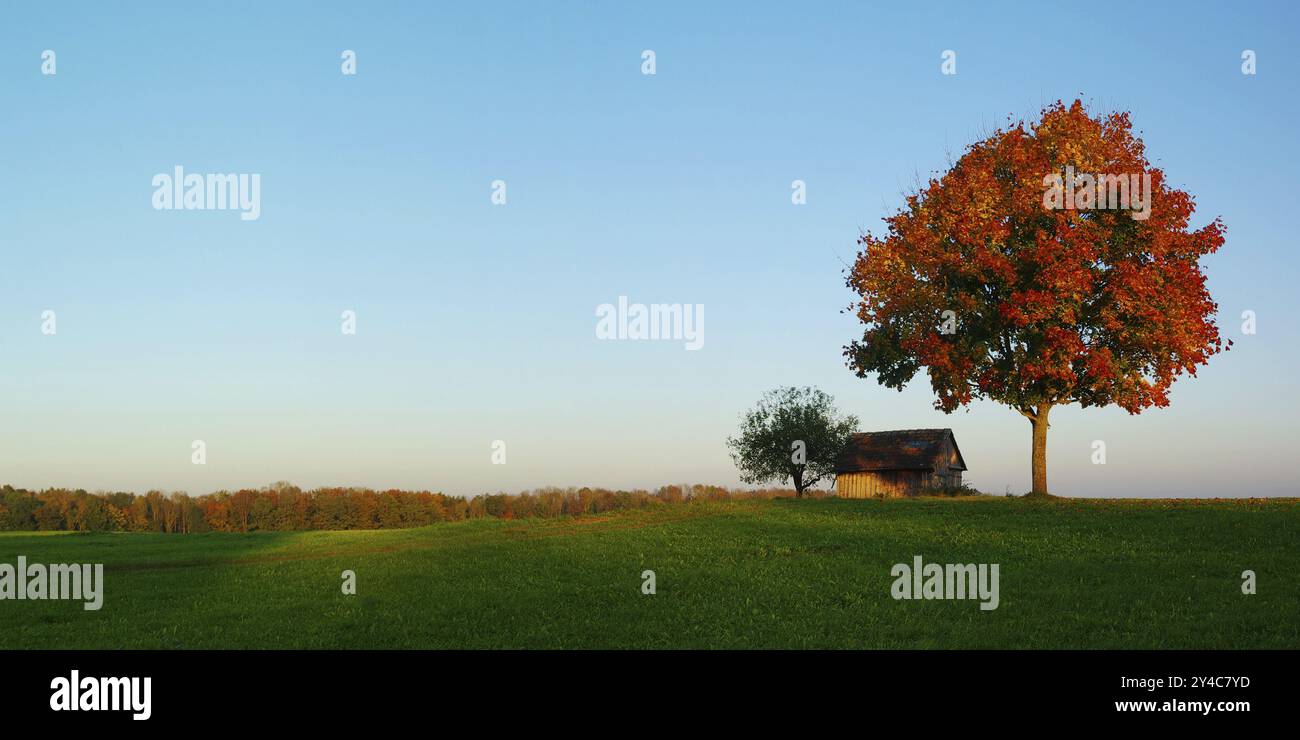 Maple tree landscape nature hi-res stock photography and images - Alamy