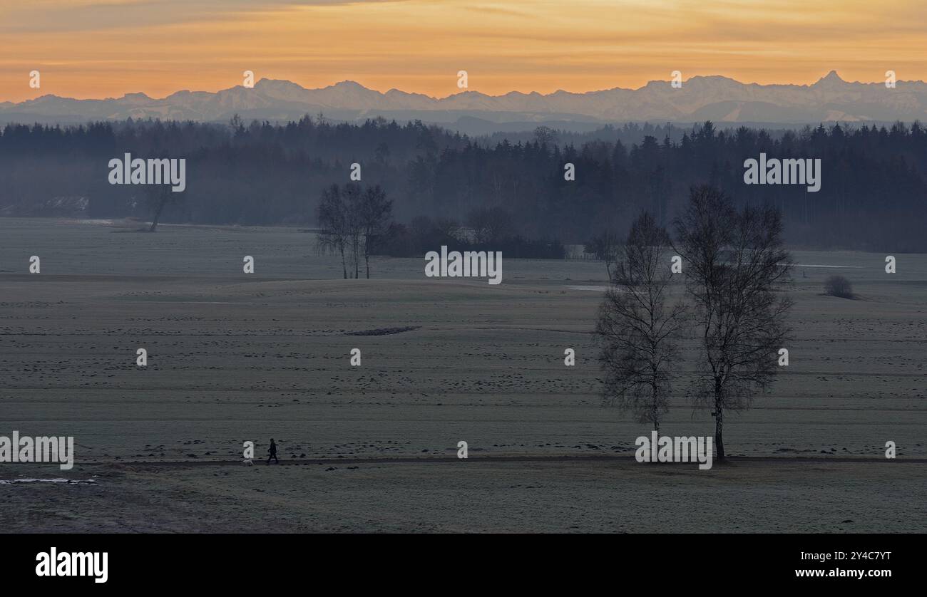 Birch trees and walkers with dogs in the winter dawn Stock Photo - Alamy