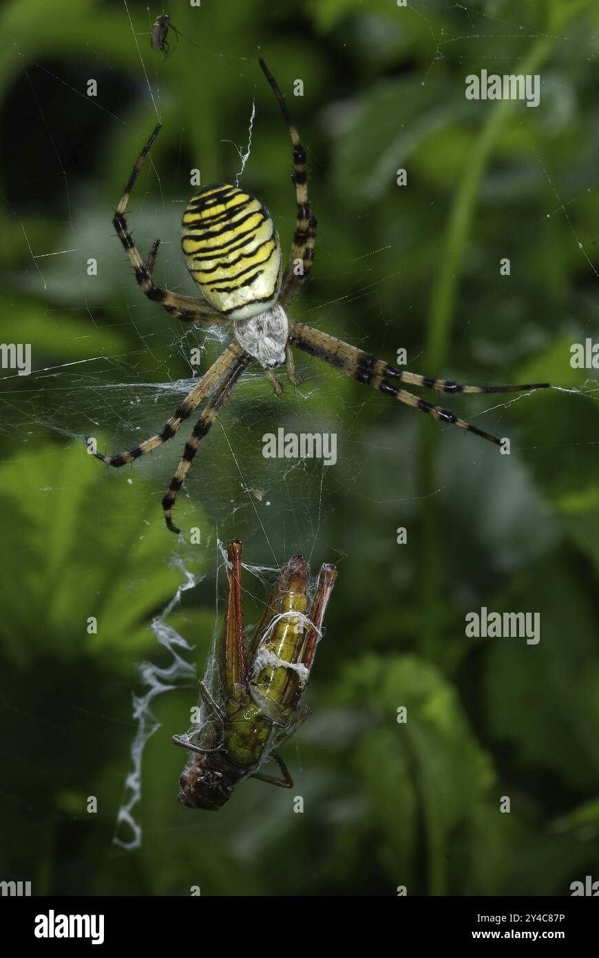 Wasp spider with spun-in grasshopper as prey Stock Photo - Alamy