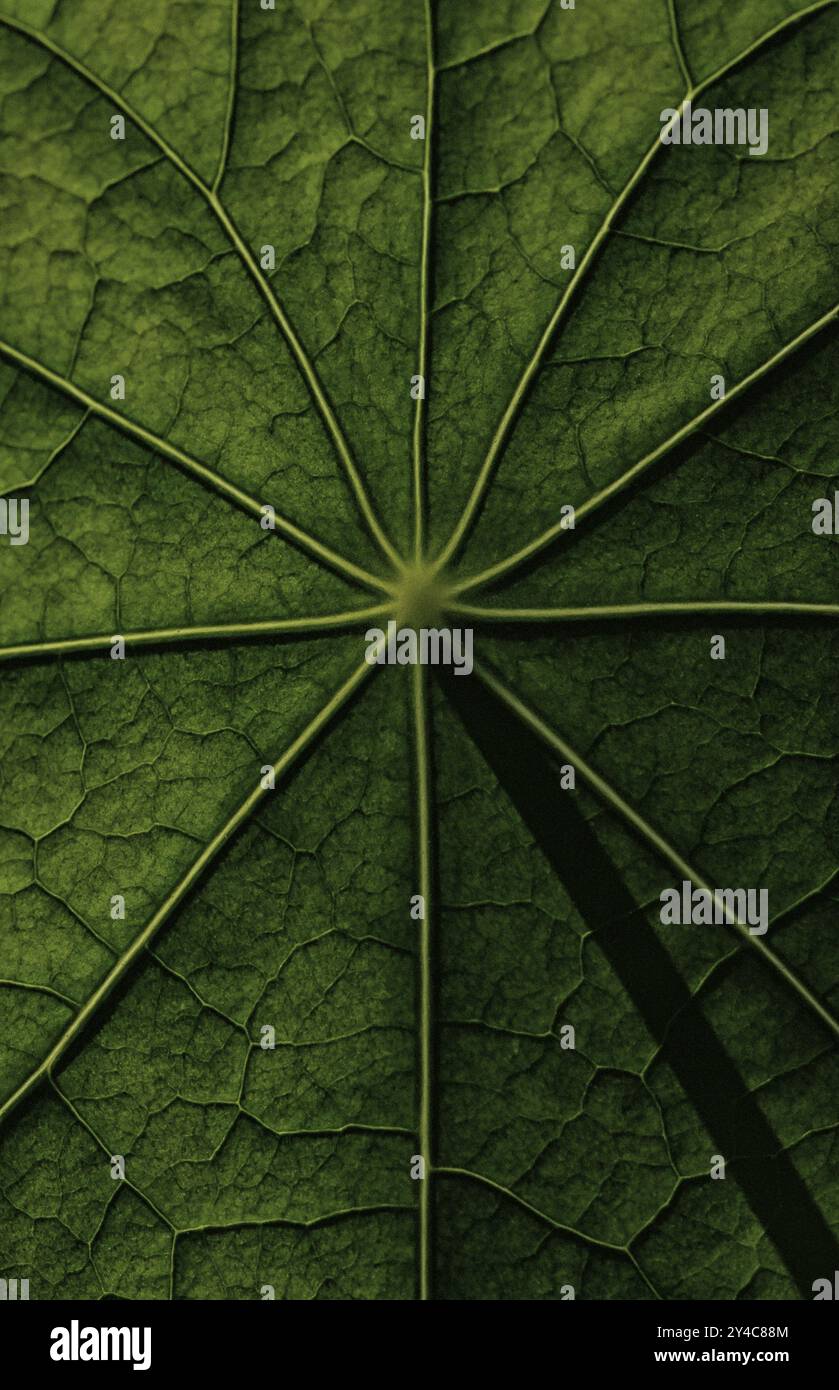 Leaf surface, structure of a nasturtium Stock Photo - Alamy