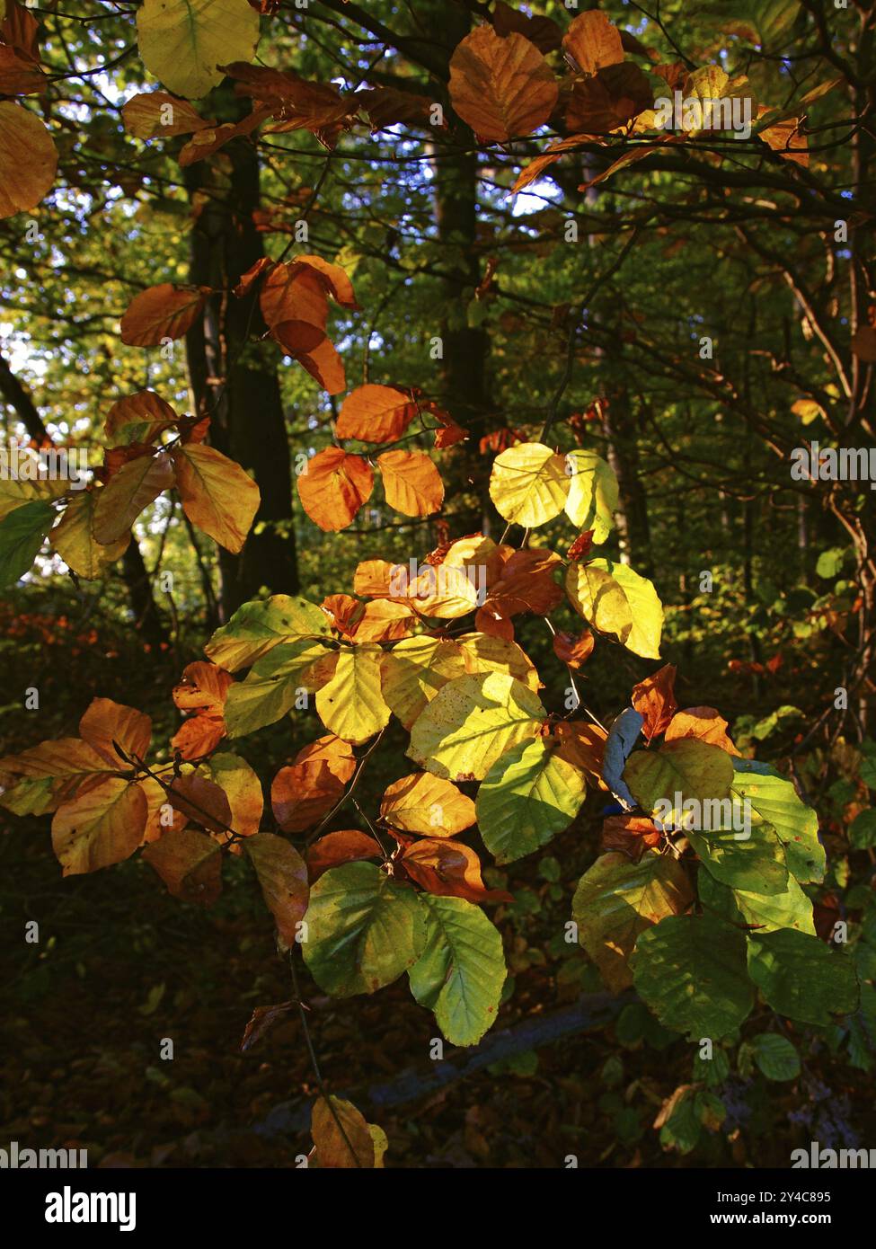 Autumn leaves in the light Stock Photo - Alamy