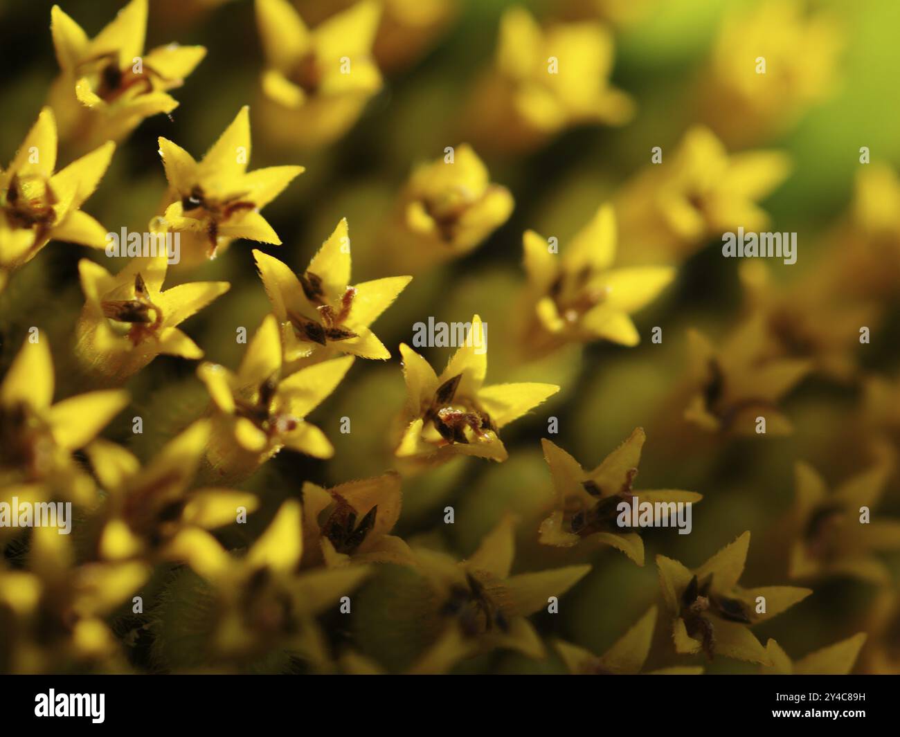 Tubular flower structures Stock Photo - Alamy