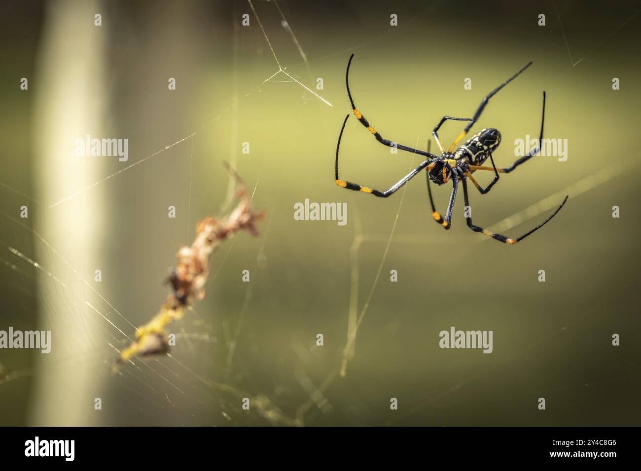 Golden Orb Spider (Nephila Pilipes) crawling in web, Balule Plains ...