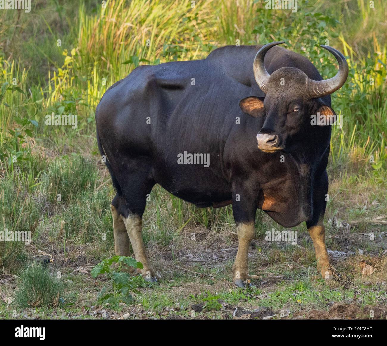 A Gaur grazing in the jungles of Nagarhole National Park (India Stock ...