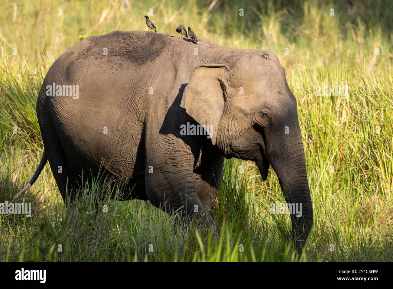 A baby elephant roaming in the forests of Nagarhole National Park ...