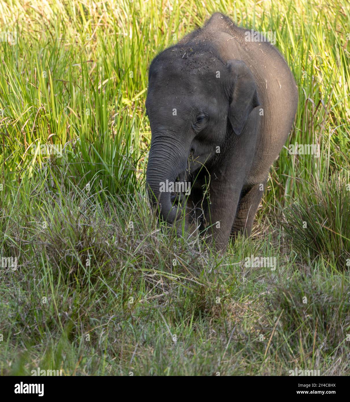 A baby elephant roaming in the forests of Nagarhole National Park ...