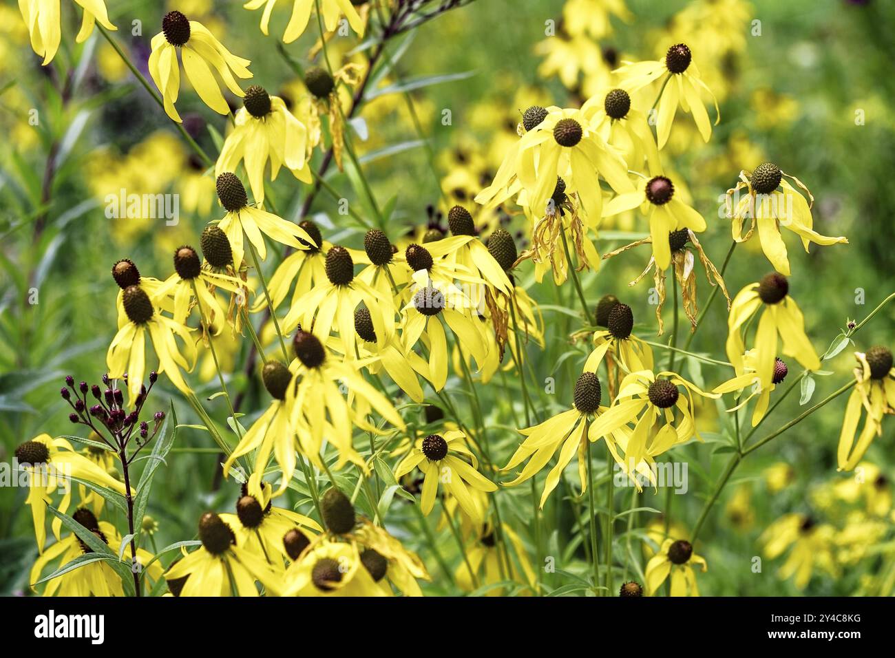 Prairie coneflower, Ratibida pinnata Stock Photo - Alamy