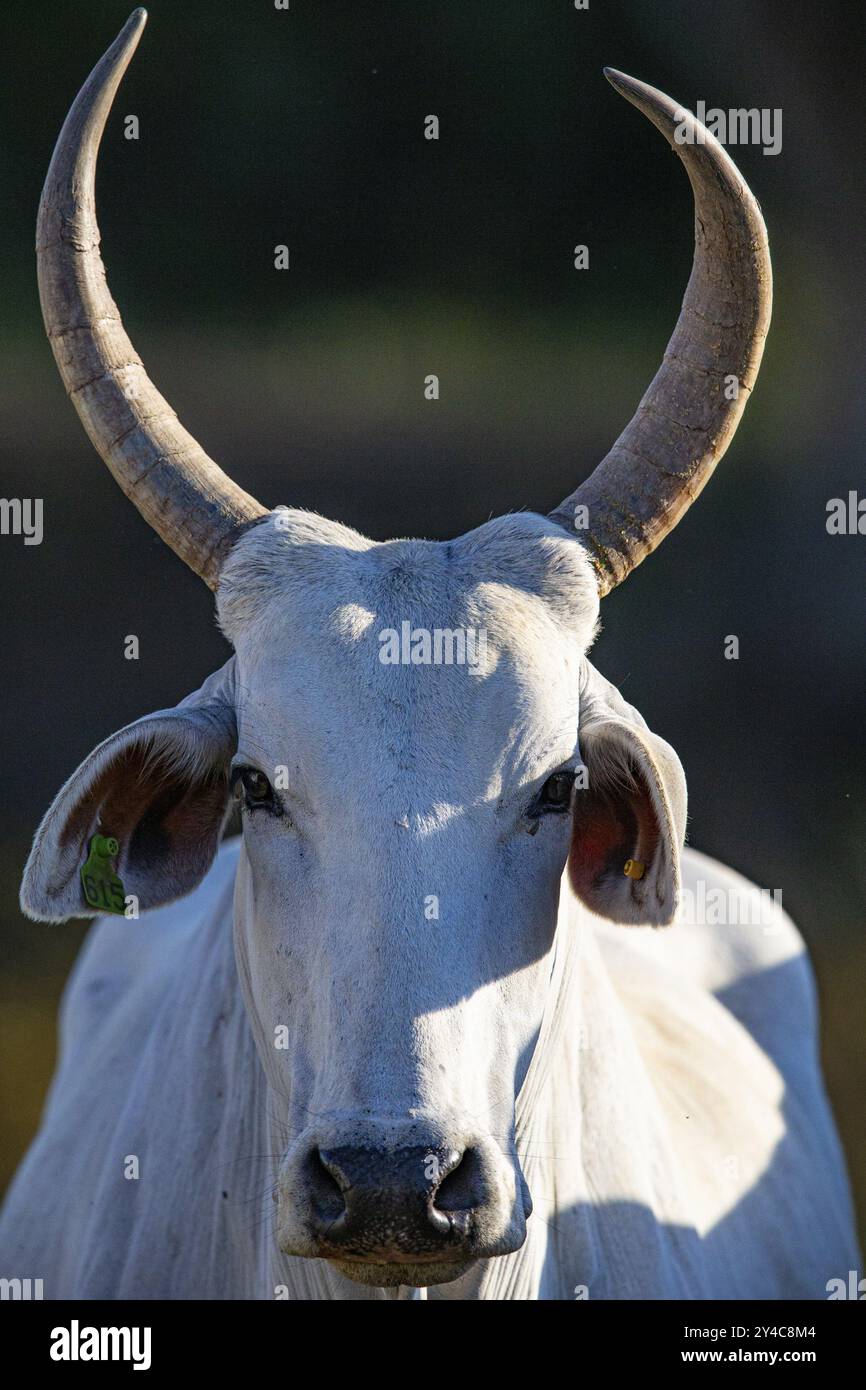 Nelore Cattle Pantanal Brazil Stock Photo - Alamy