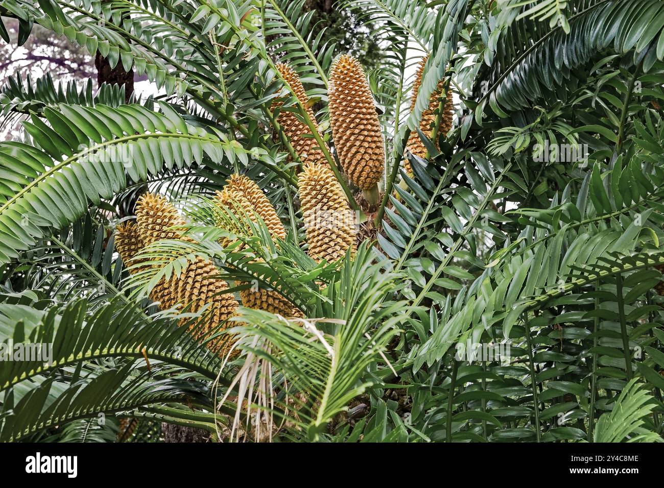 Flowering Bread Palm Fern, Encephalartos altensteinii Clay -South ...