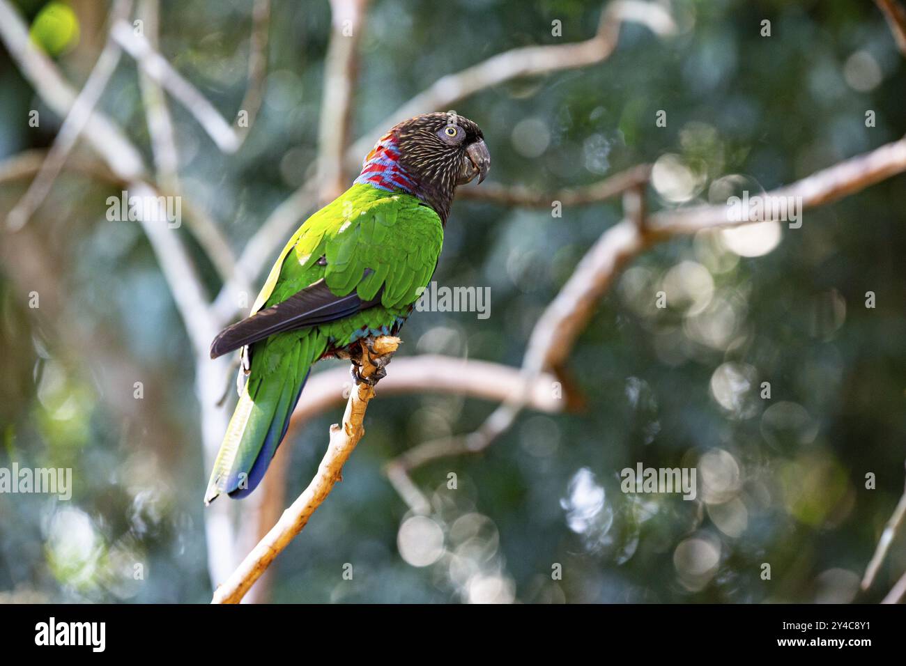 Red-fan parrot (Deroptyus accipitrinus) Pantanal Brazil Stock Photo - Alamy