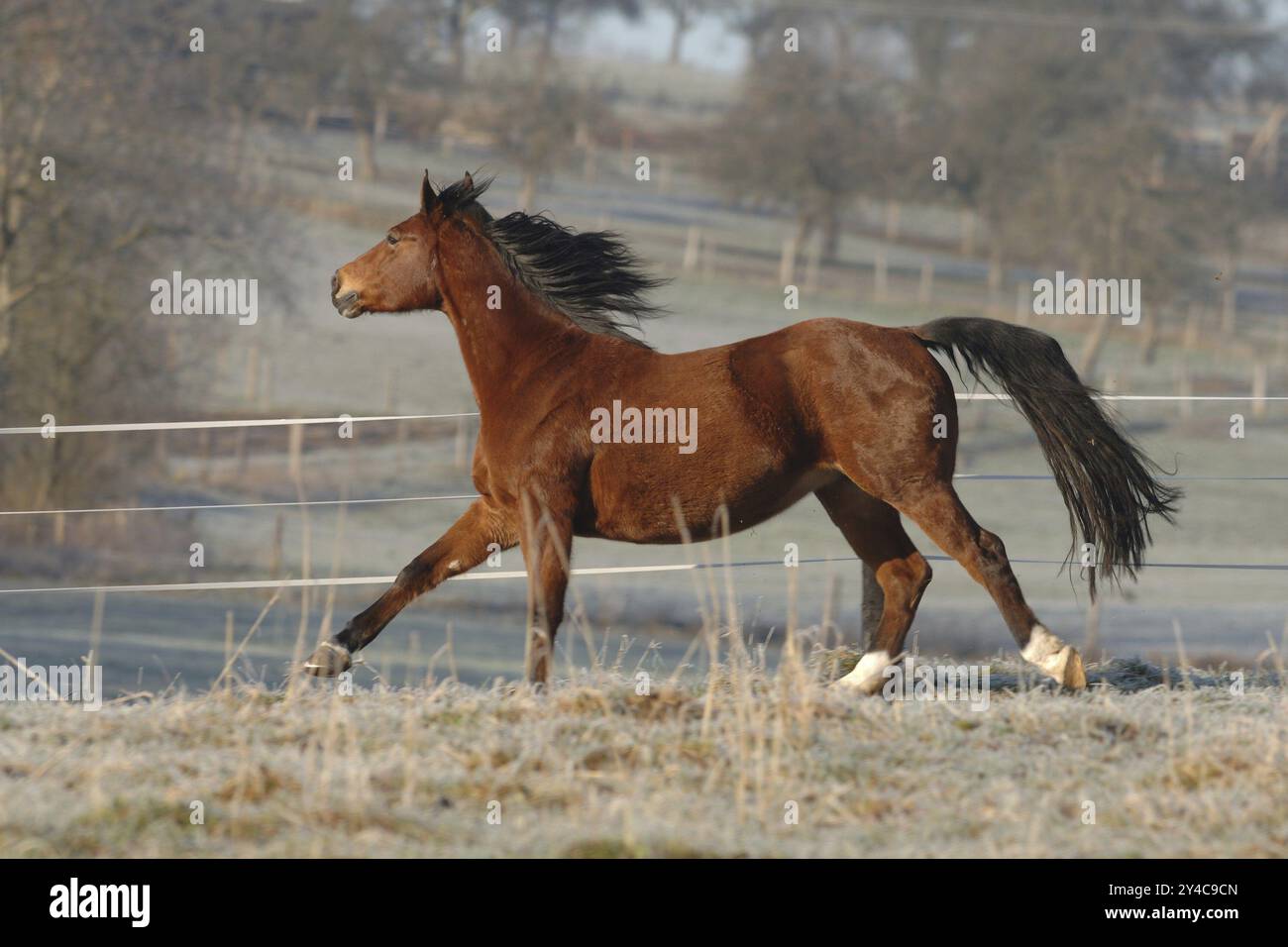 Rare horse breed, Alt Wuerttemberger mare, threatened with extinction ...