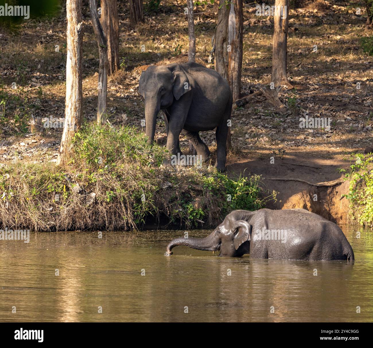 Elephant taking bath in a pond inside the forests of Nagarhole National ...