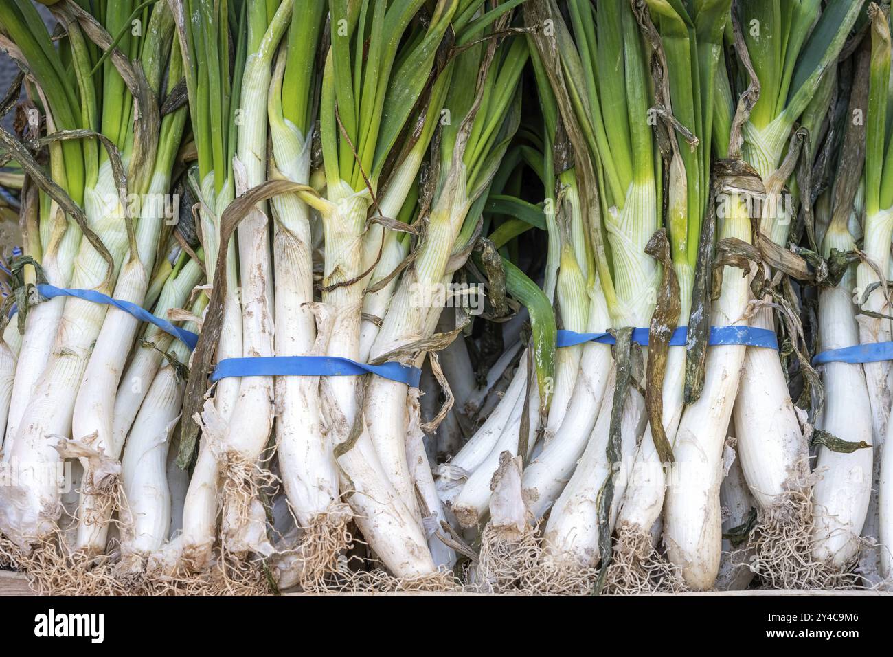 Spring onions at a market for sale hi-res stock photography and images ...