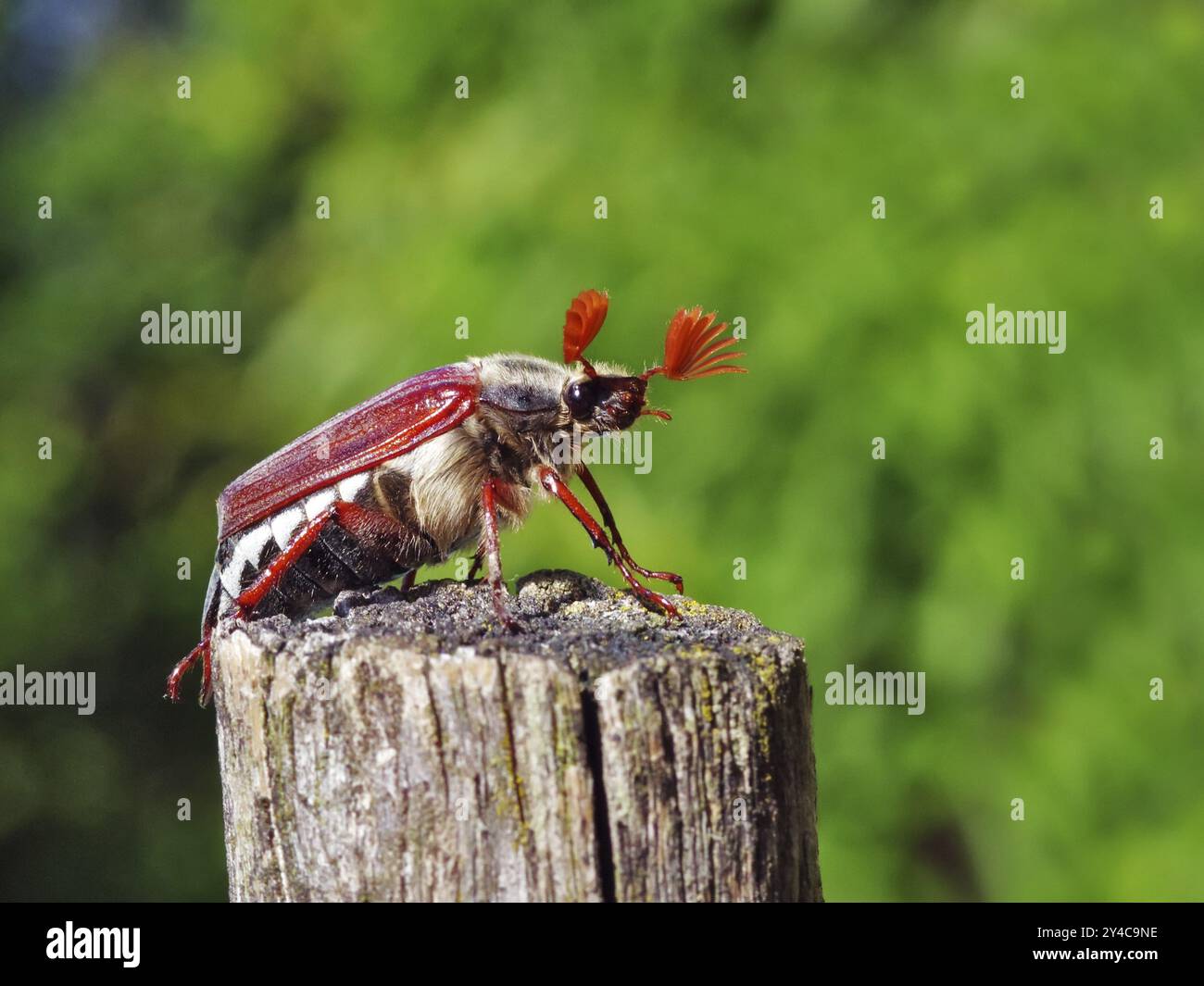 Cockchafer beetles hi-res stock photography and images - Alamy