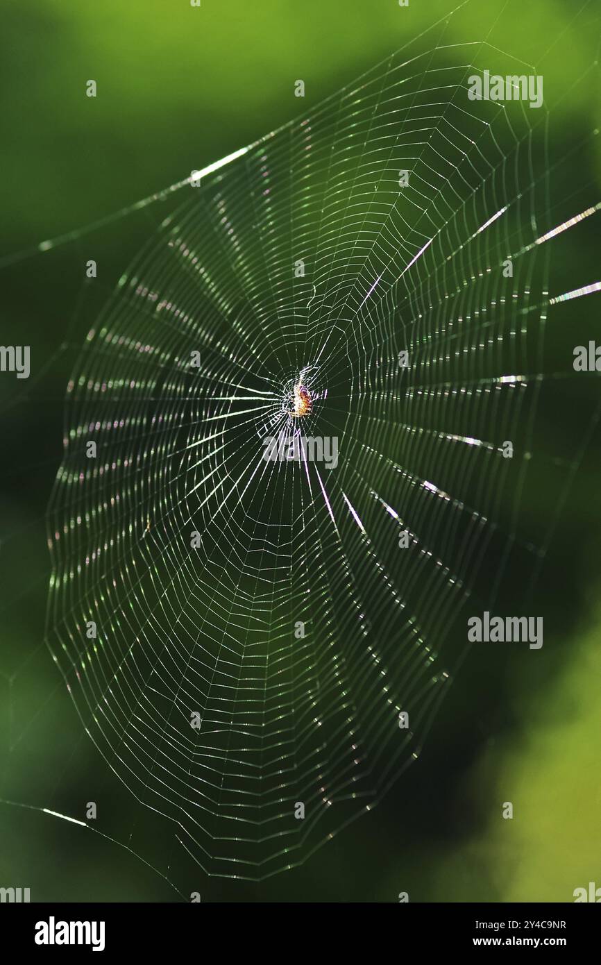 Wheel net spiders hi-res stock photography and images - Alamy