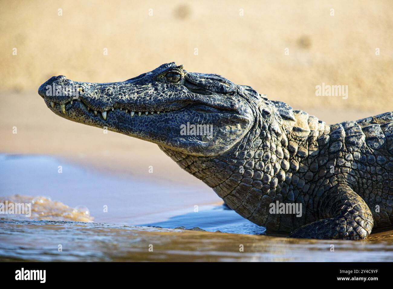 Spectacled caiman (Caiman crocodilius) Panatanal Brazil Stock Photo - Alamy