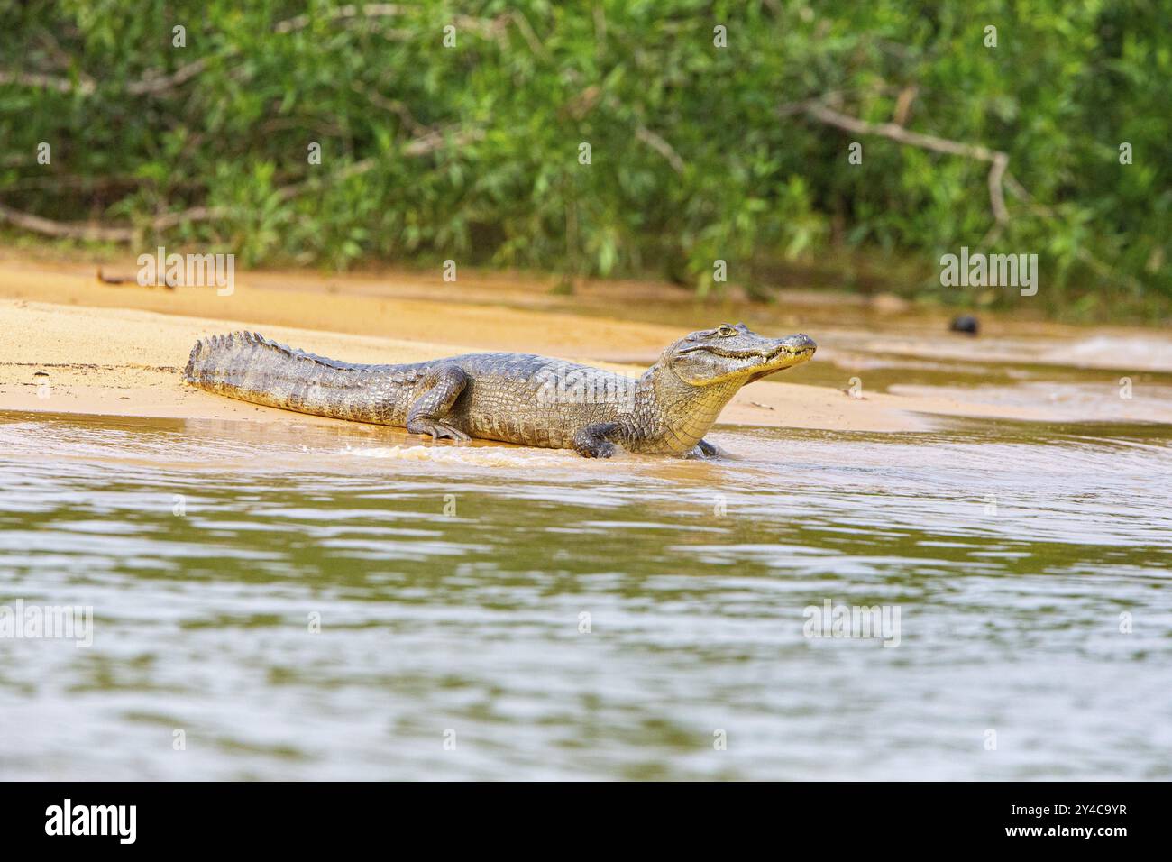 Spectacled caiman (Caiman crocodilius) Panatanal Brazil Stock Photo - Alamy