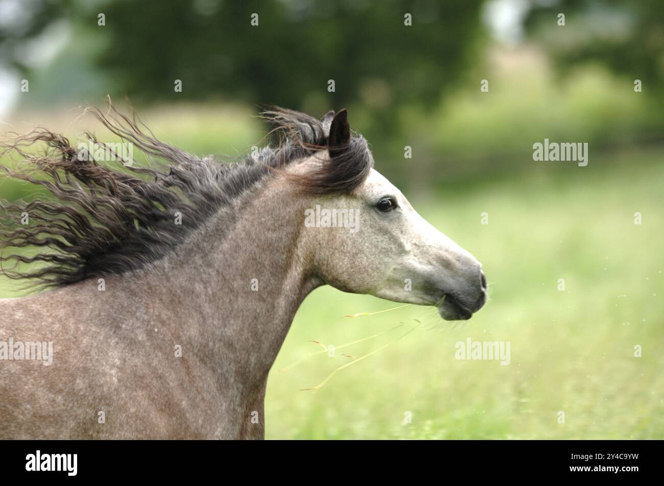 Purebred Arabian, mare at a gallop Stock Photo - Alamy