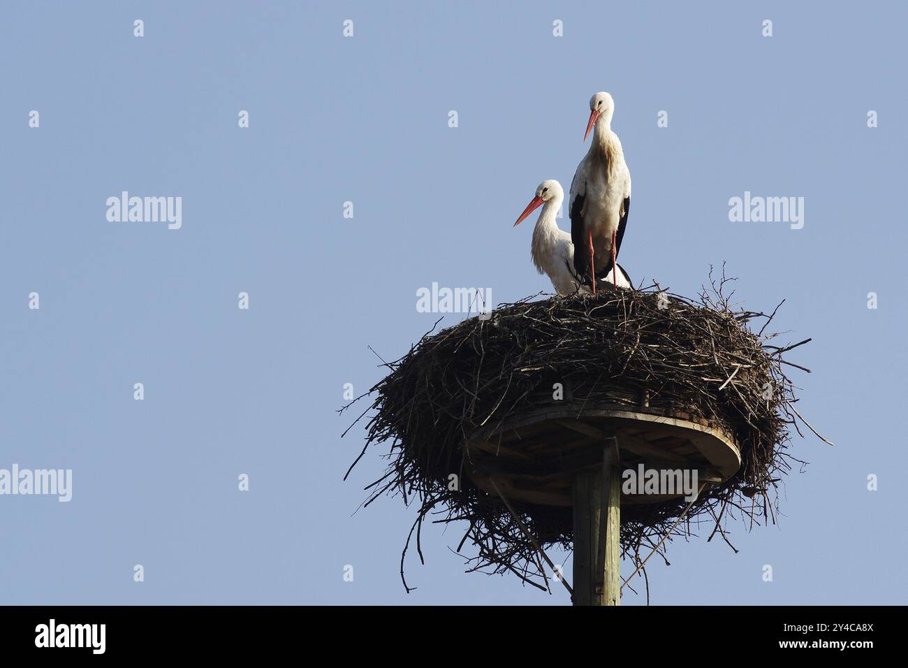 Stork pairs hi-res stock photography and images - Alamy