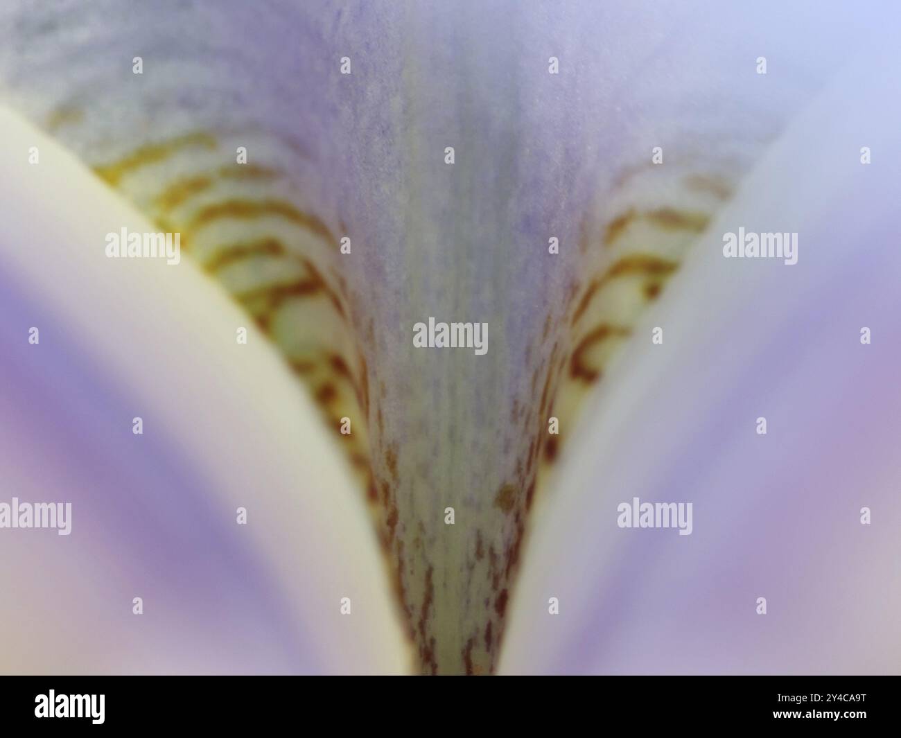 Iris, leaf structures Stock Photo - Alamy
