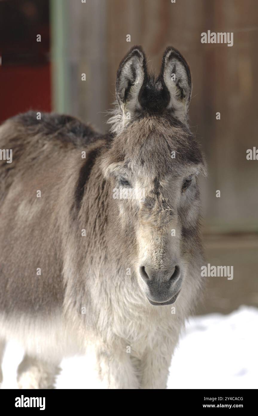 Thick dense coat hi-res stock photography and images - Alamy