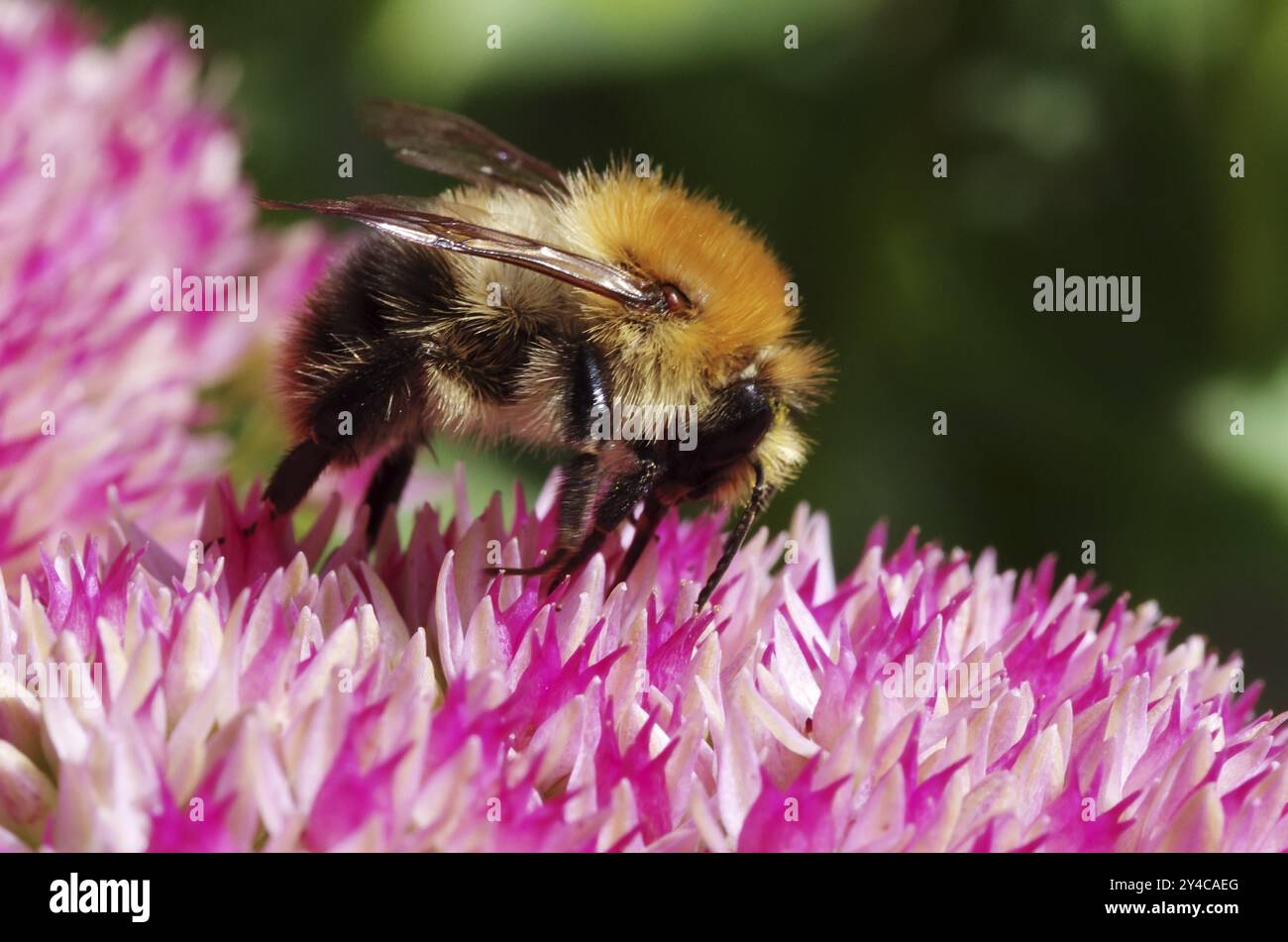 Fat hen flower hi-res stock photography and images - Alamy