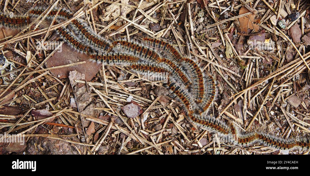 Caterpillar procession of pine processionary moths, Corsica Stock Photo ...