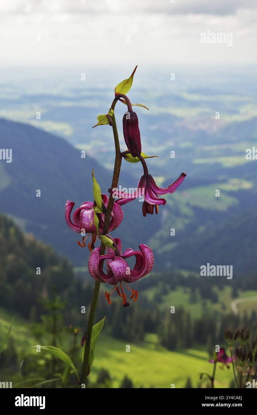 Martagon lily, Hochgrat, Nagelfluhkette nature park Park Stock Photo ...