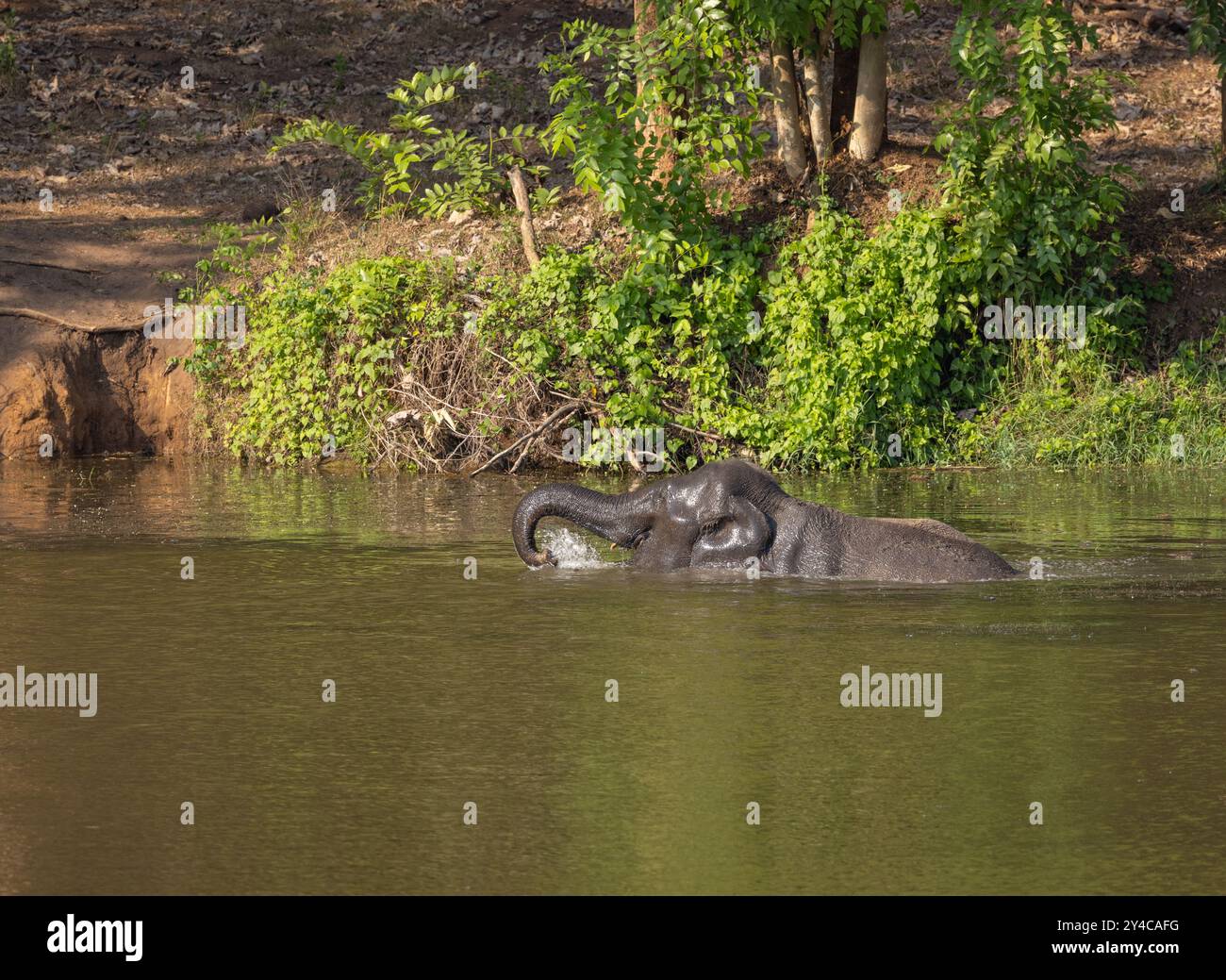 Elephant taking bath in a pond inside the forests of Nagarhole National ...