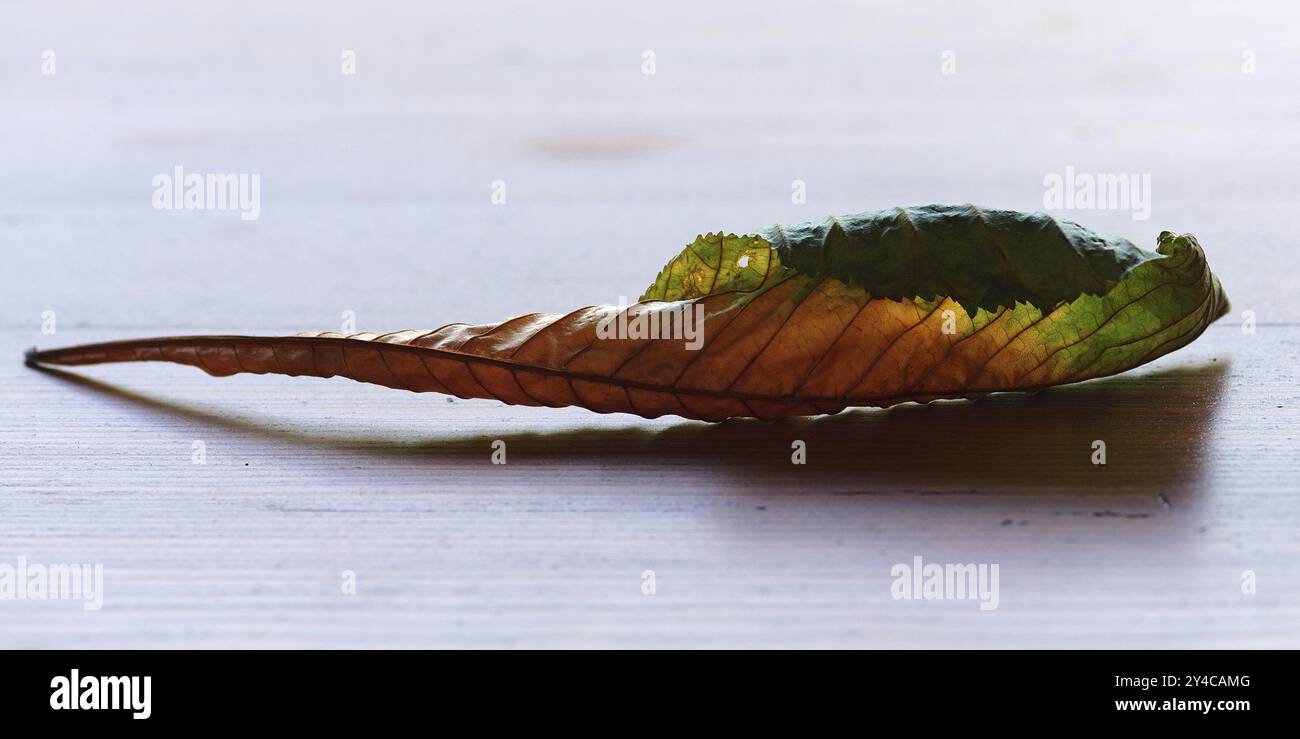 Withered, curled leaves Stock Photo - Alamy